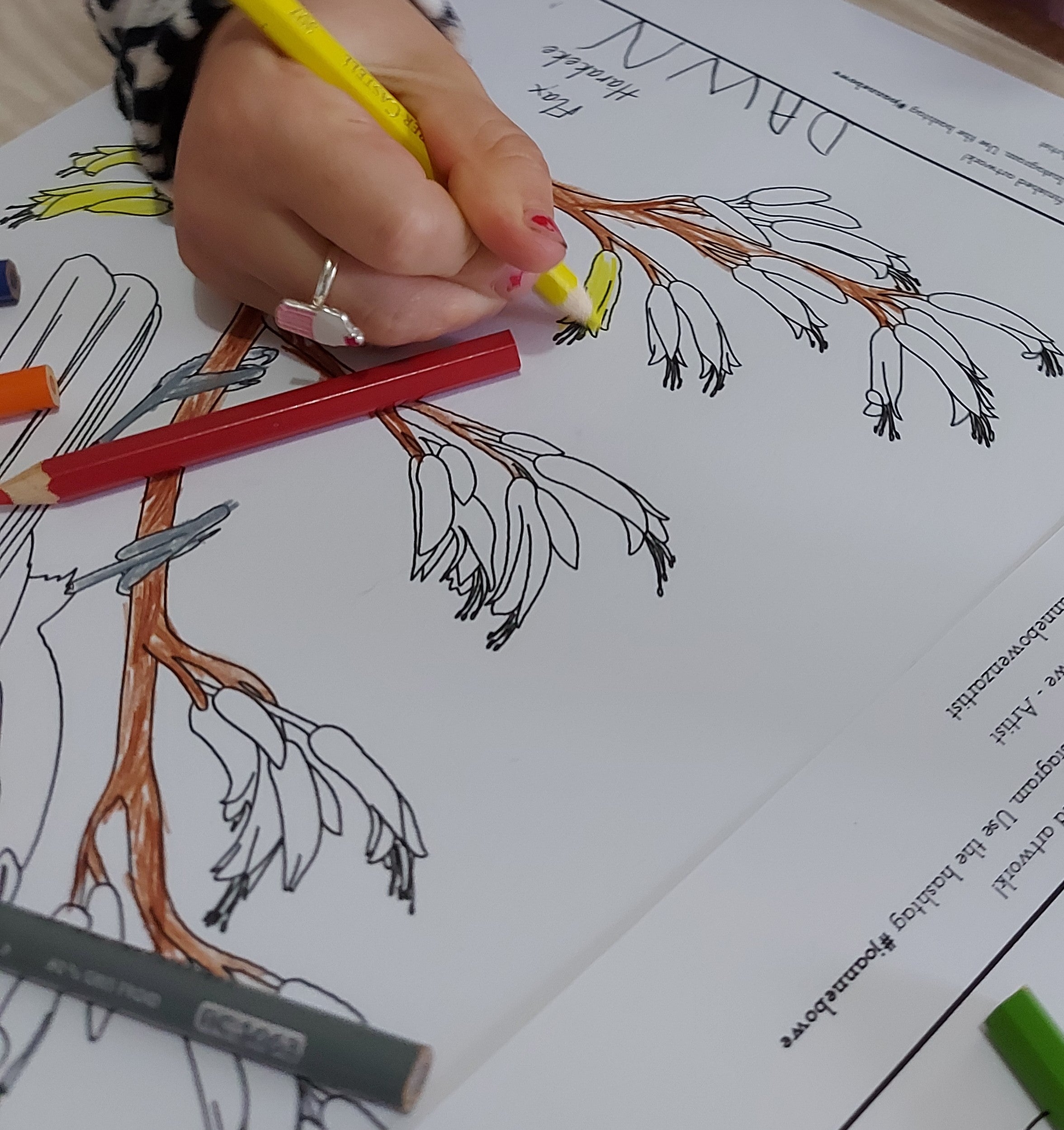 Free Colouring Pages – New Zealand Birds & Flora – Joanne Bowe | New ...