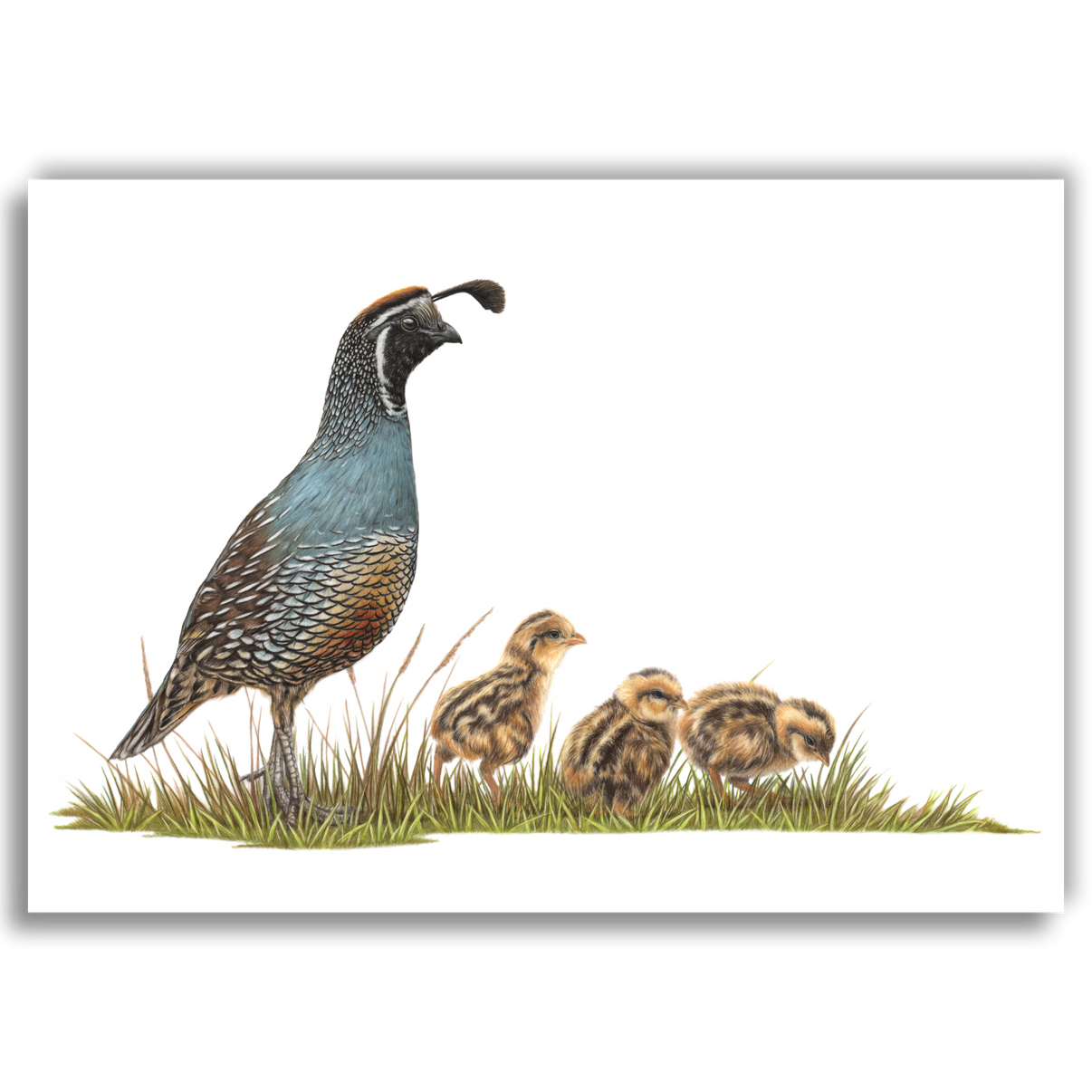 'Quail's Life' California Quail - Art Print – Joanne Bowe | New Zealand ...