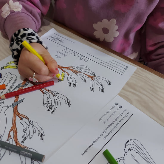 Tui on Flax Drawing - Free Printable Colouring Page – Joanne Bowe | New ...