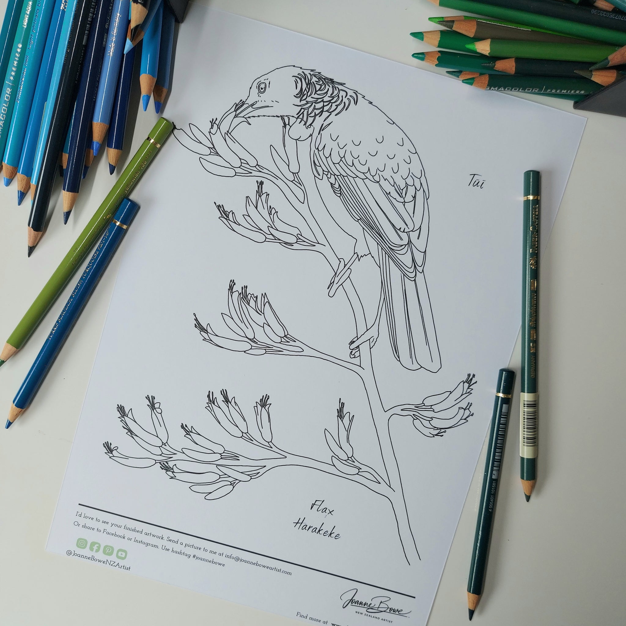 Tui on Flax Drawing - Free Printable Colouring Page – Joanne Bowe | New ...