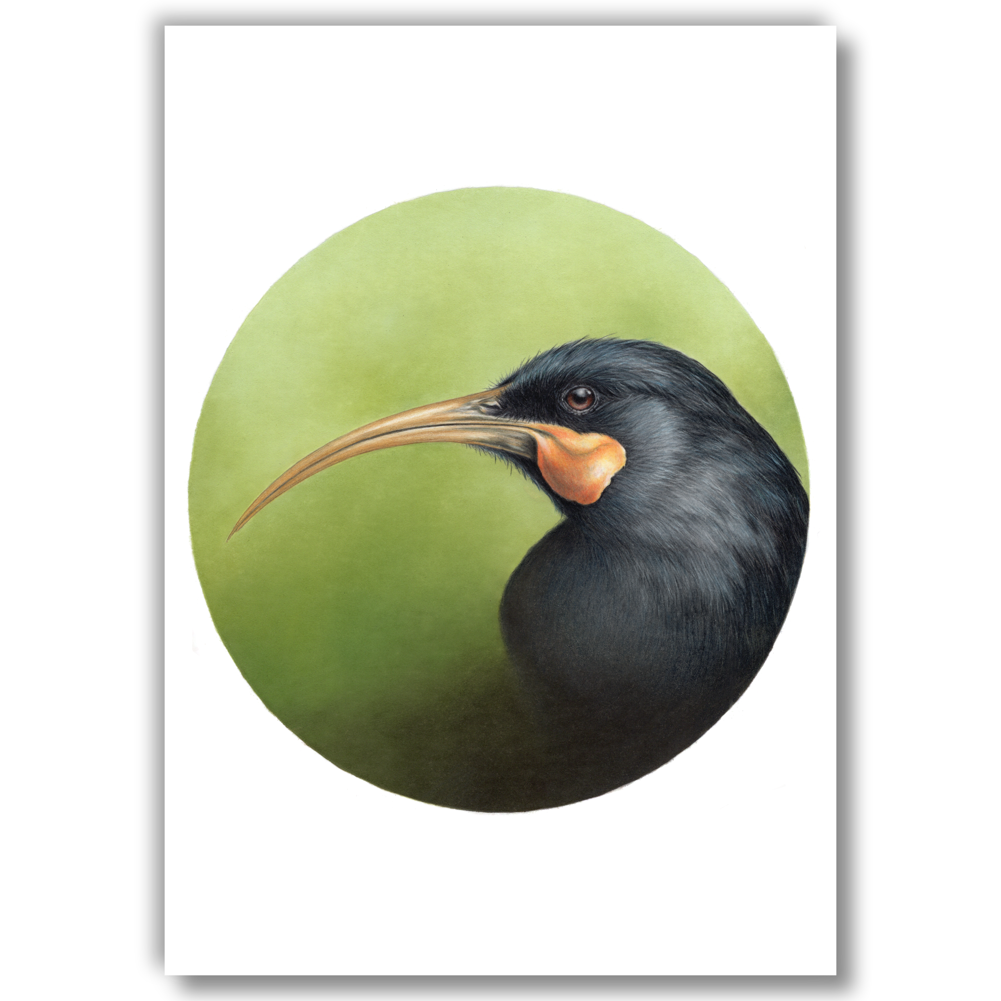 Huia | Open Edition Art Print by Joanne Bowe – Joanne Bowe | New ...