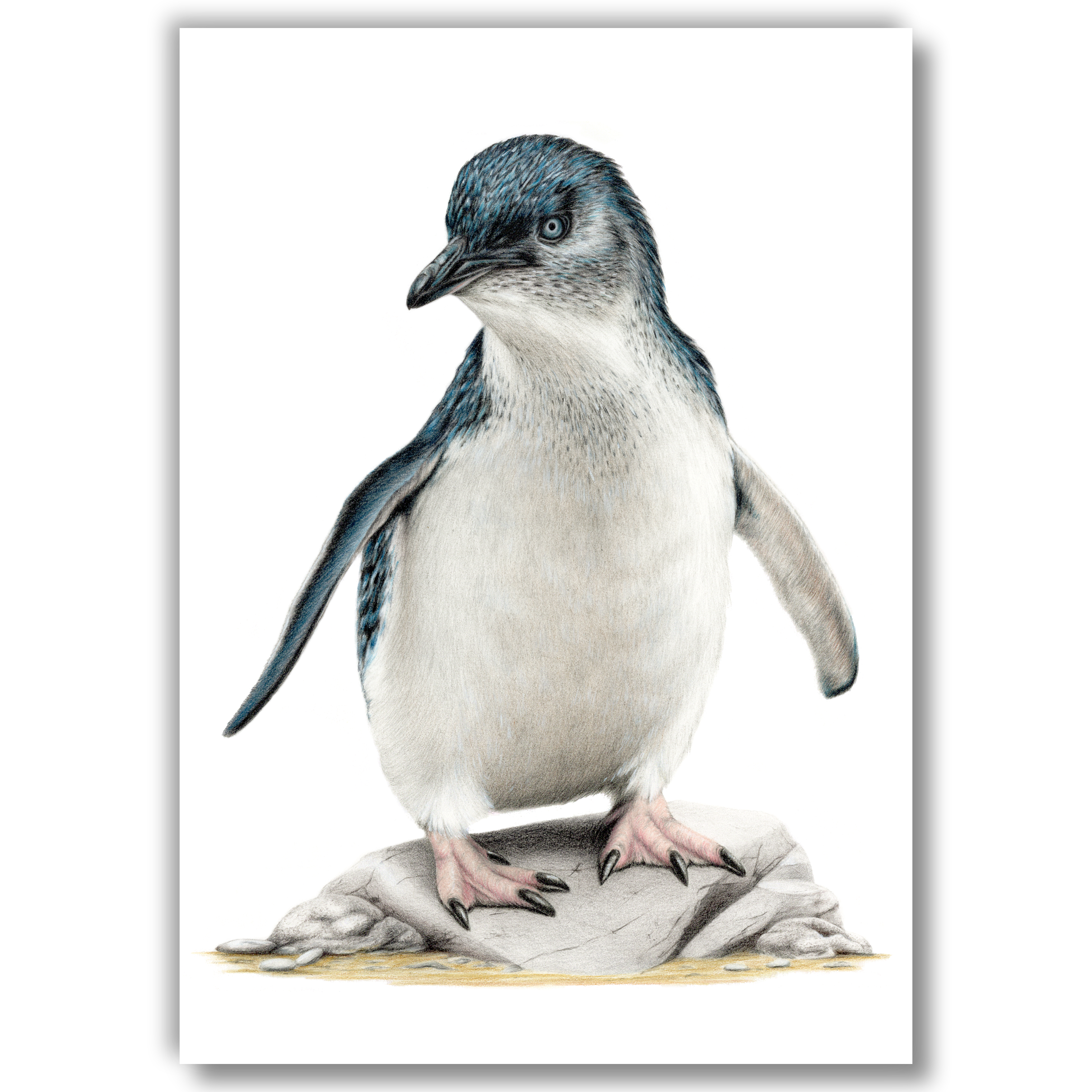 Little Blue Penguin | Limited Edition Art Print by Joanne Bowe – Joanne ...