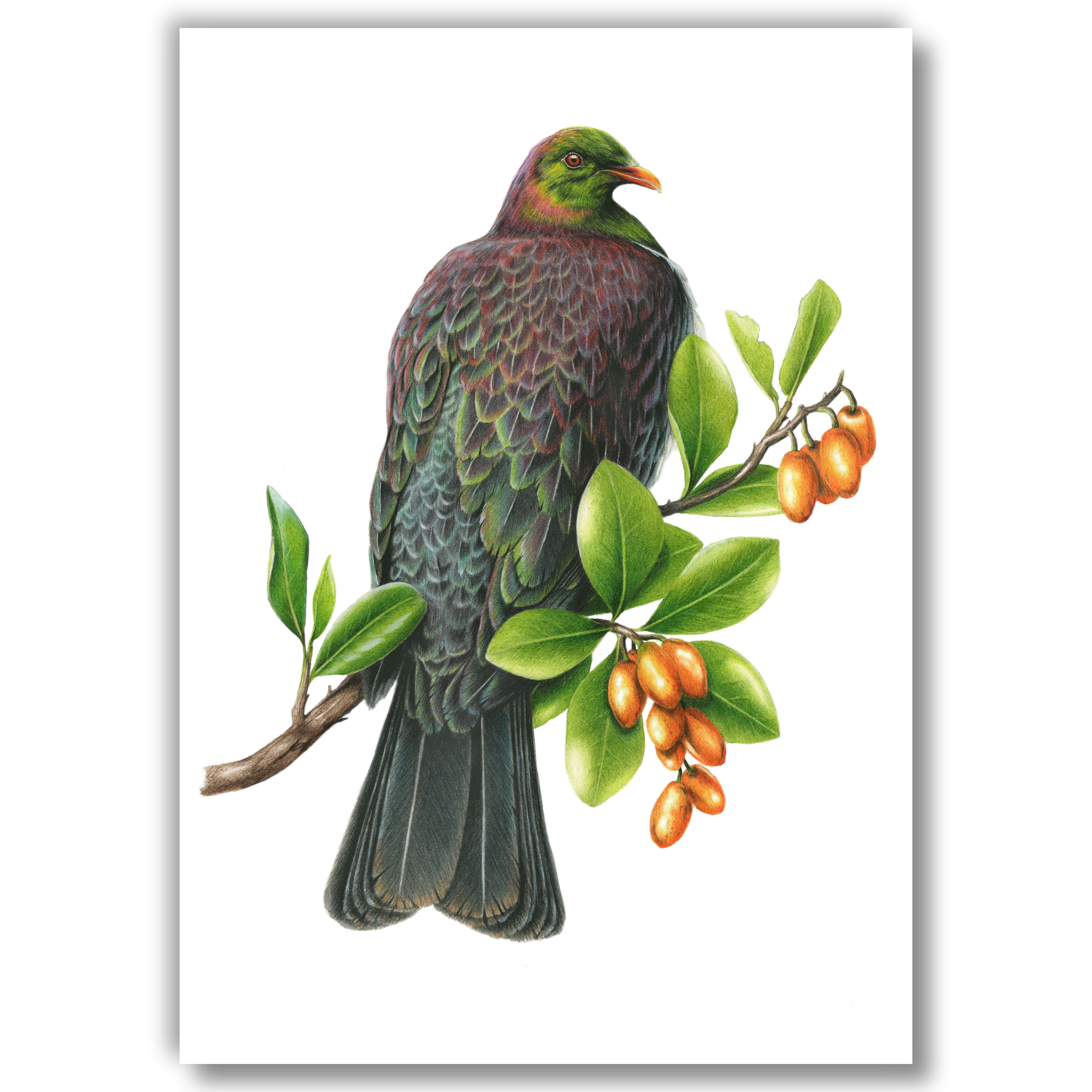 Kererū on Karaka | Limited Edition Fine Art Print by Joanne Bowe ...