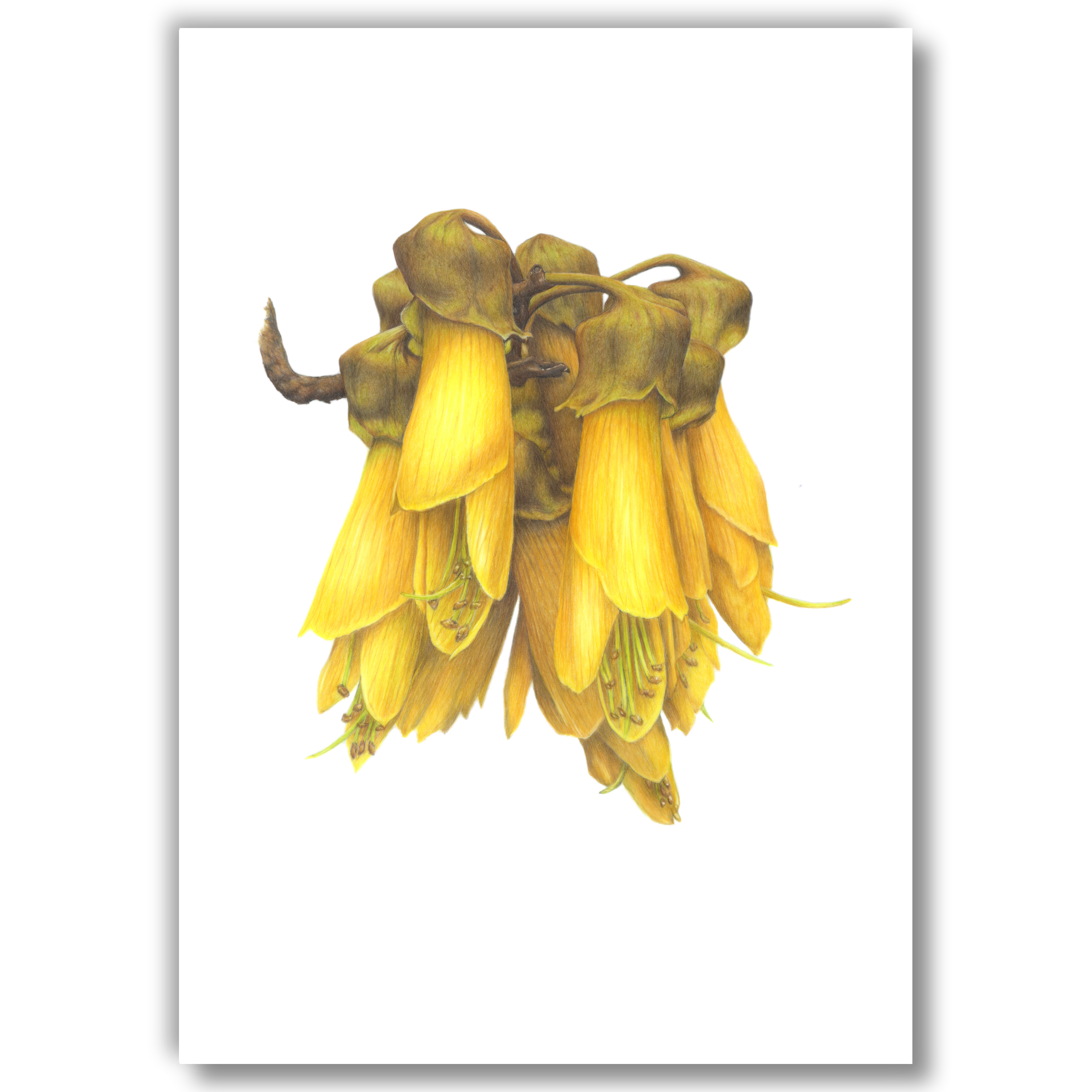 Kōwhai | Open Edition Art Print by Joanne Bowe – Joanne Bowe | New ...