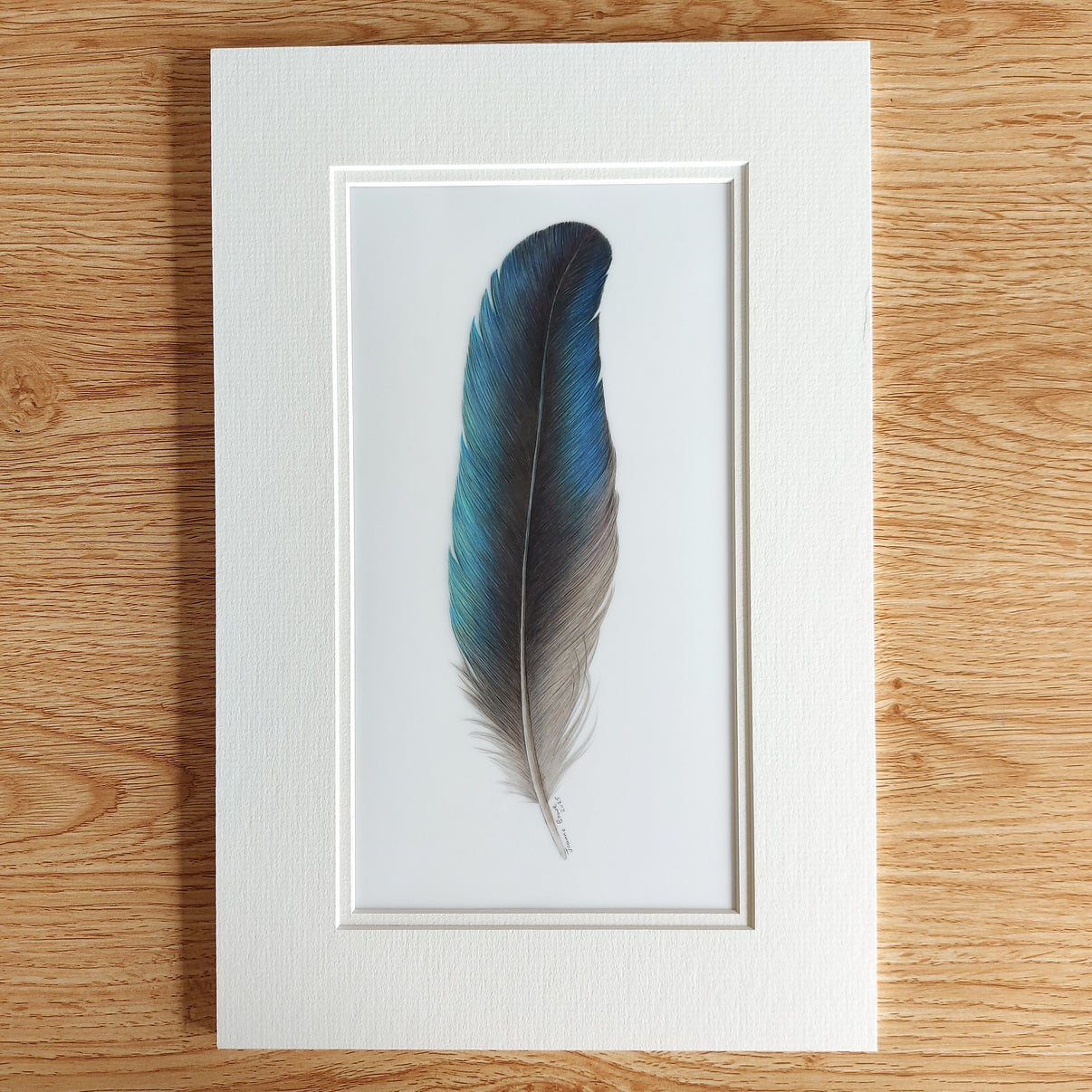 Tui Feather - Original Pencil Artwork – Joanne Bowe | New Zealand Artist